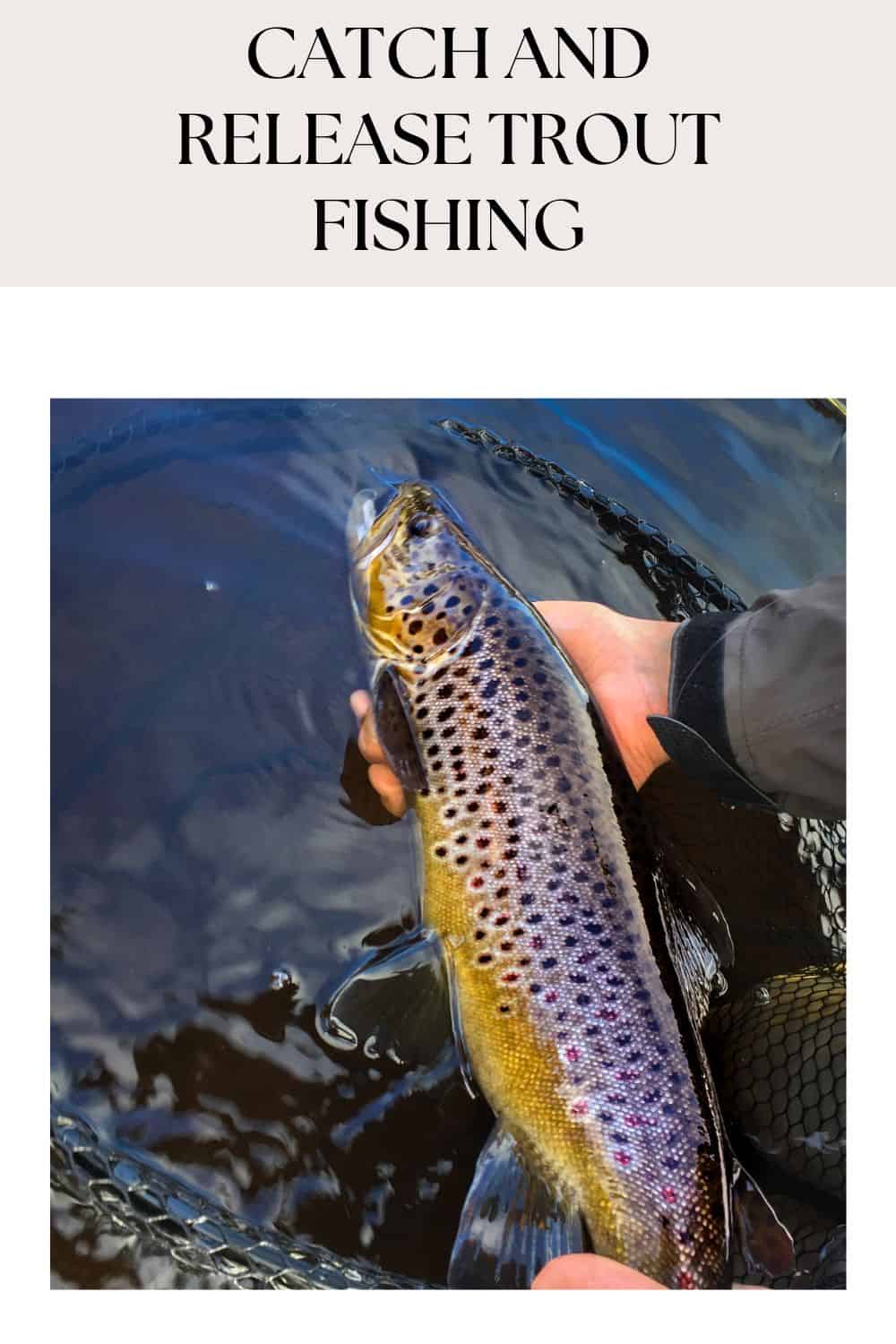 Catch and Release Trout Fishing - Southern Trout