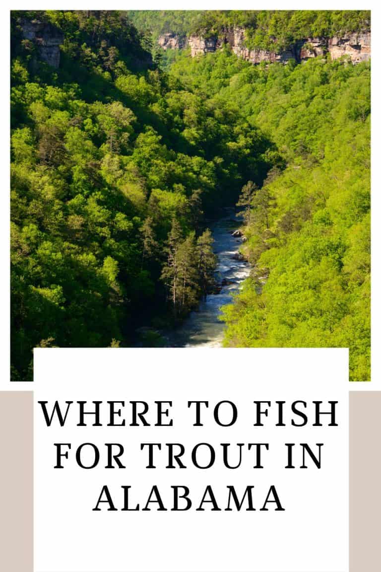Where to Fish for Trout in Alabama [ 4 Great Fishing Spots Revealed ...