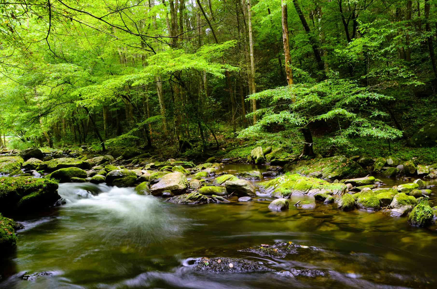 Where to Fish for Trout in Tennessee [ 4 Great Fishing Spots Revealed ...