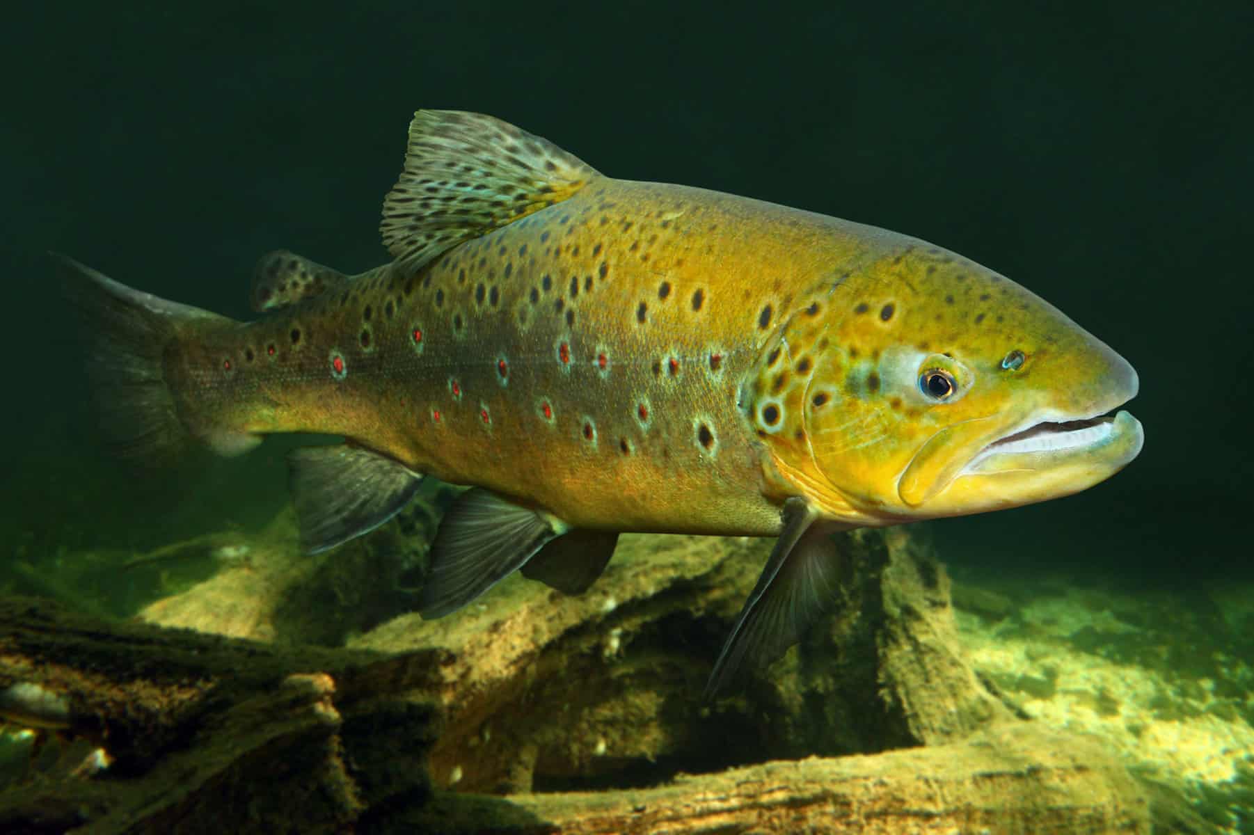 Brown Trout Bait Fishing: Essential Tips for Success - Southern Trout