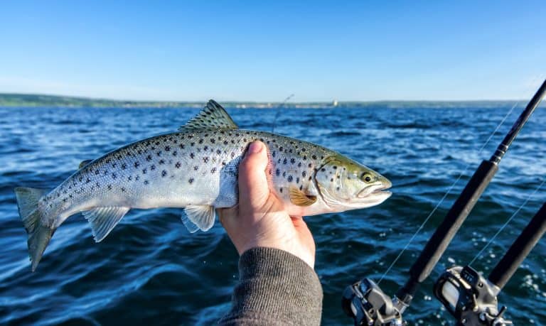 Early Spring Lake Trout Fishing: Unleash the Angler Within - Southern Trout