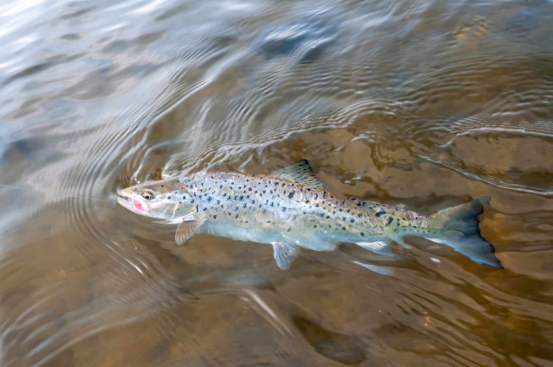 Fishing for Sea Trout in Tidal Waters: Tips and Techniques - Southern Trout