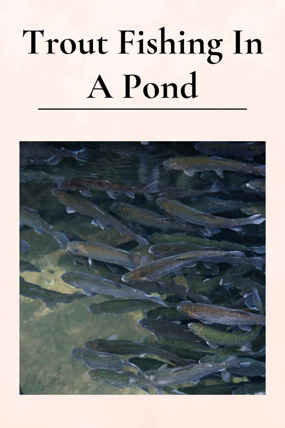 Trout Fishing in a Pond: Tips and Techniques for a Successful Catch ...