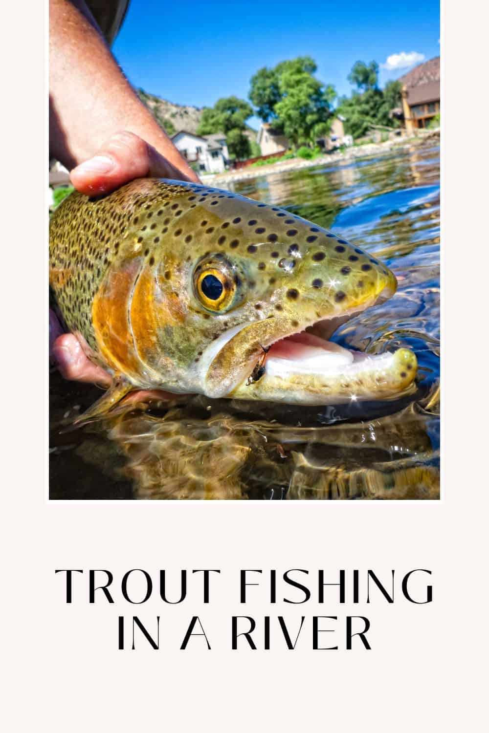 Mastering Trout Fishing in a River: Tips and Techniques for a ...