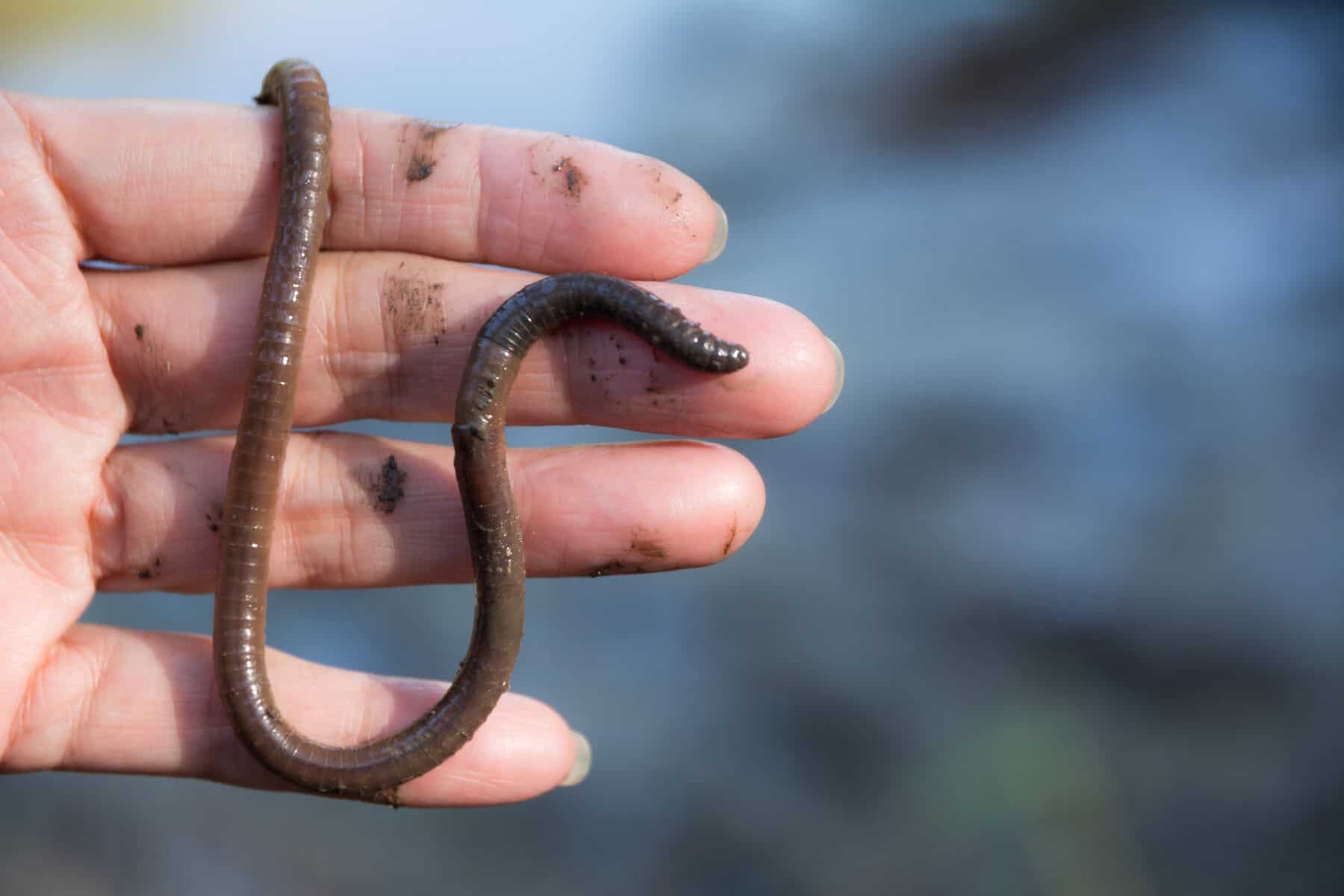 Night Worm Fishing for Trout - Southern Trout
