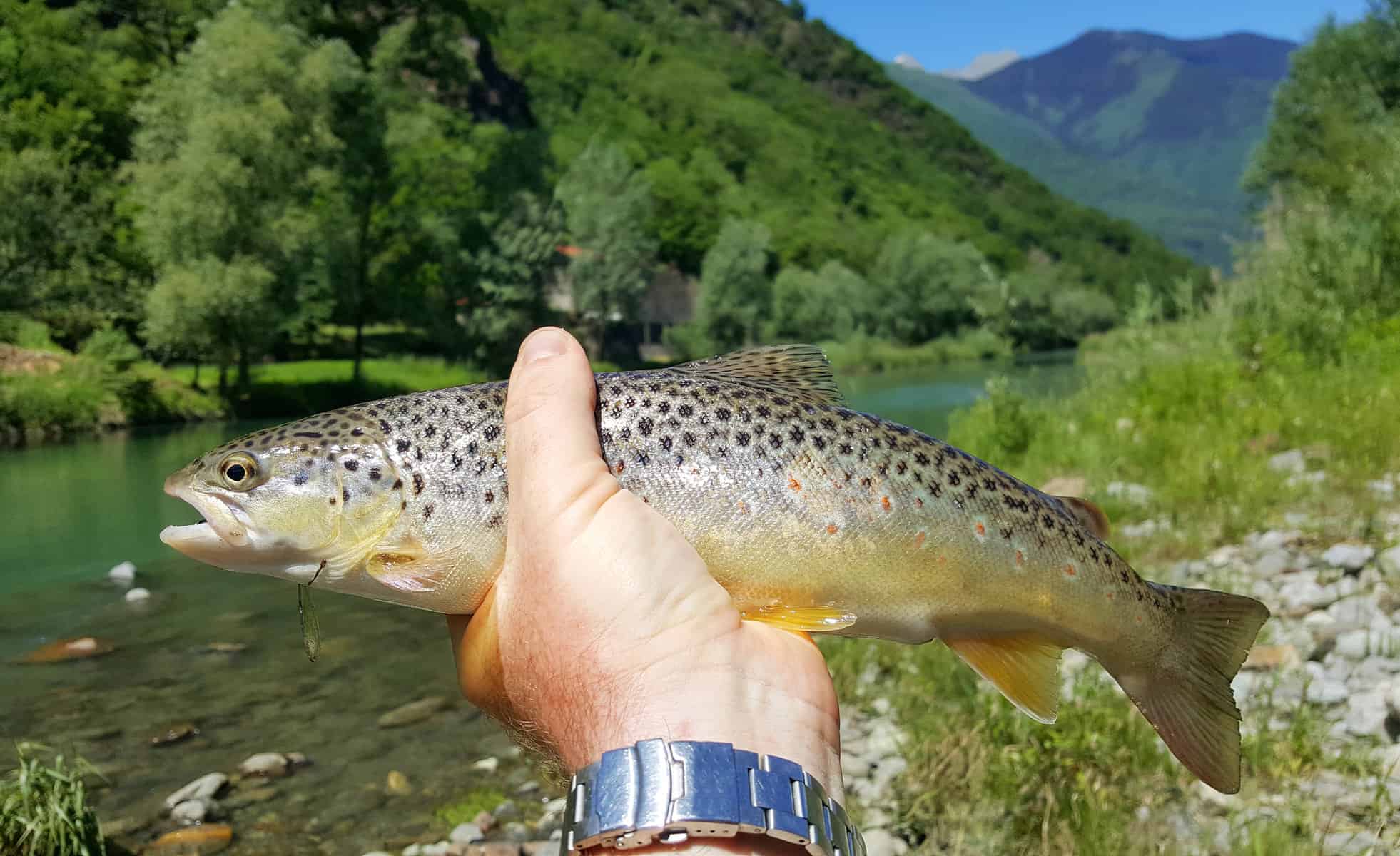 Mastering Trout Fishing in a River: Tips and Techniques for a ...
