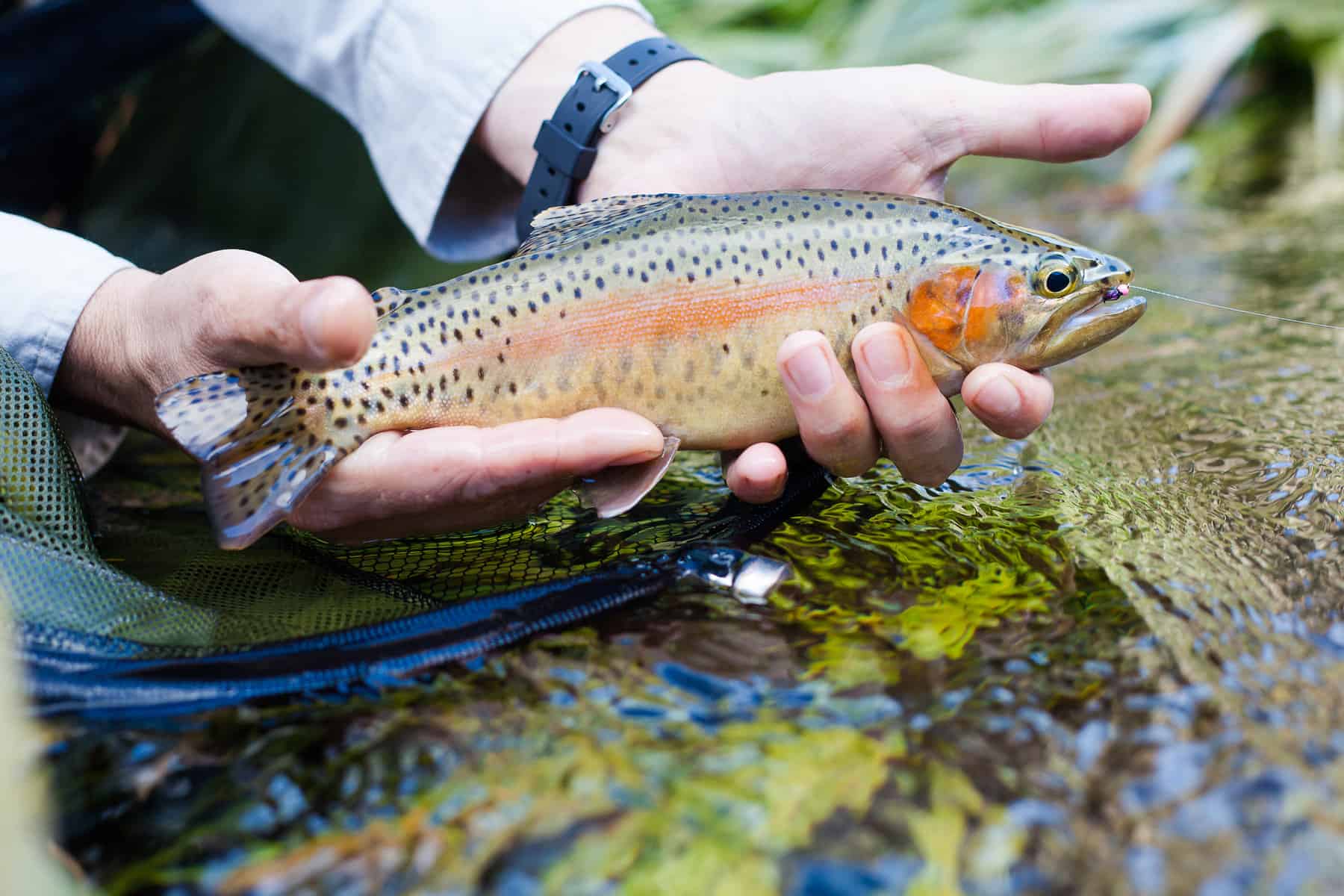 Master Trout Fishing Tips and Tricks for a Successful Catch - Southern ... Master Trout Fishing Tips and Tricks for a Successful Catch - Southern ...