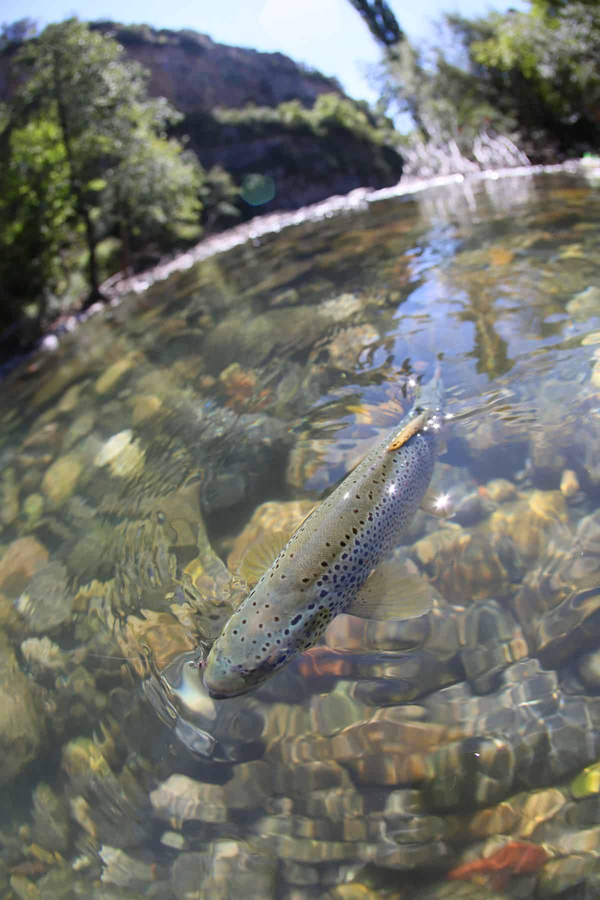 Mastering Trout Fishing Techniques for Streams: Tips and Tricks for a ...